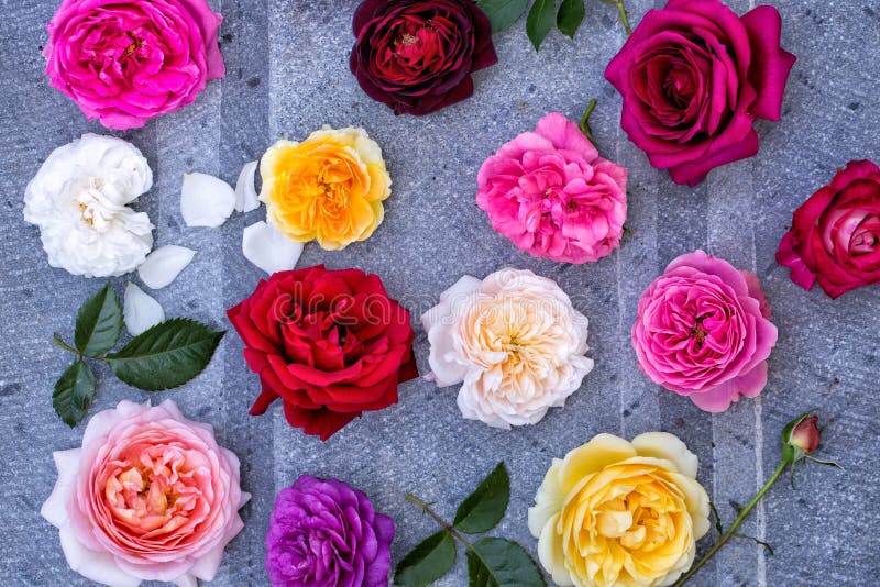 Collection of Roses, Top View Stock Photo - Image of flora, floral ...