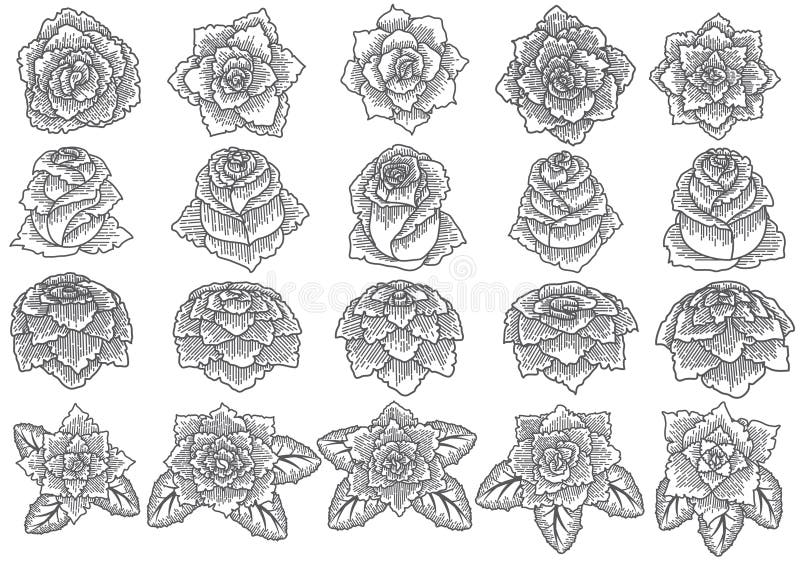 Collection of Roses. Vector Illustration Decorative Design Stock Vector ...