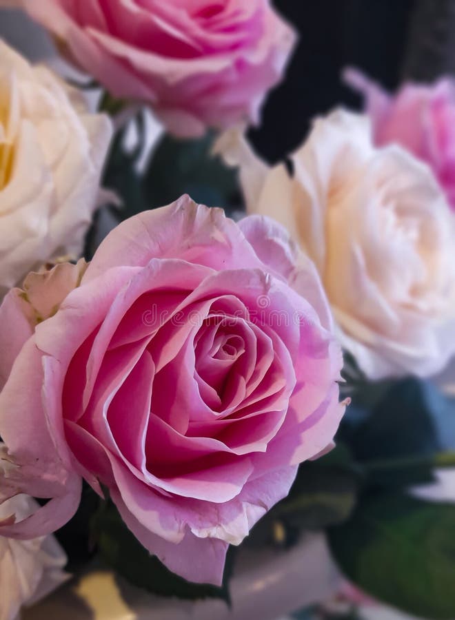 Interesting of Garden Rose Flower Stock Image - Image of garden, roses ...