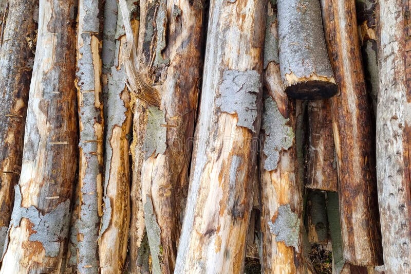 8,653 Bark Rustic Wood Structure Stock Photos - Free & Royalty-Free ...