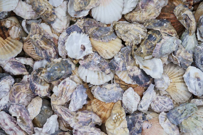 Collection of Saint-Jaques and Oyster Shells Stock Image - Image of ...