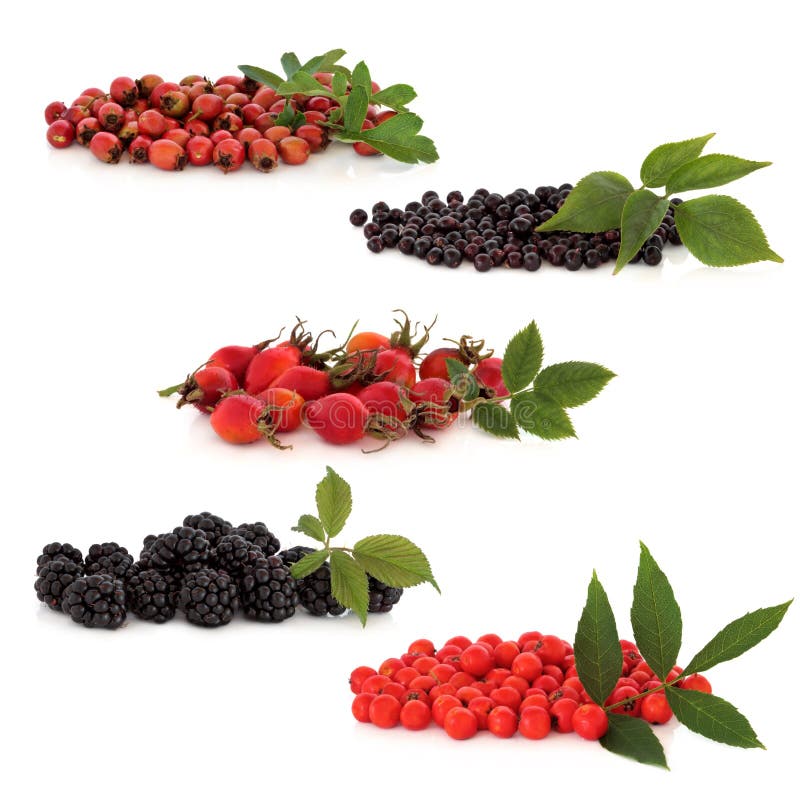 Collection Sauvage De Fruit Photo stock - Image du sain, rose: 13295878