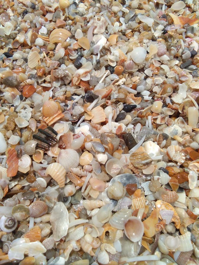 A Collection of Scrap Shells in the Sea Stock Photo - Image of nature ...