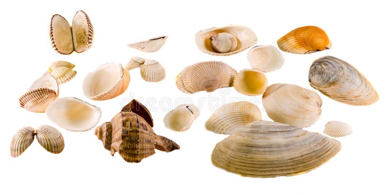 Collection of Sea Colored Shells, Close Up Isolated, White Background ...