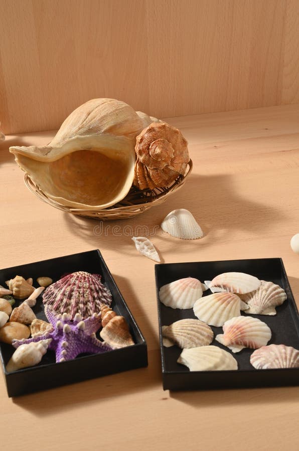 Collection of Sea Mollusks. Seashells on a Wooden Table Stock Photo ...