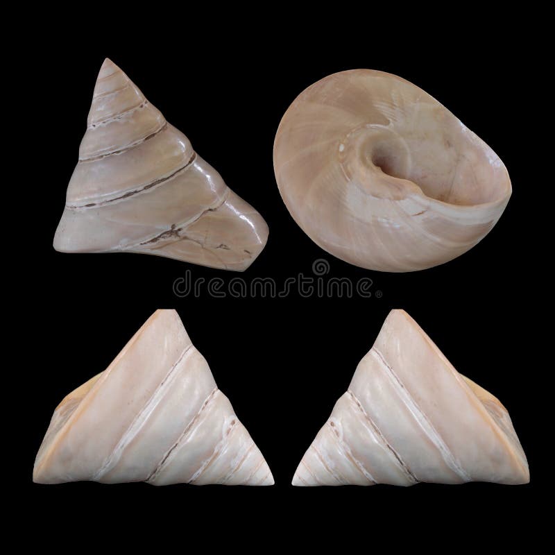 Collection Sea Natural Shells Isolated on Black Background Stock Photo ...