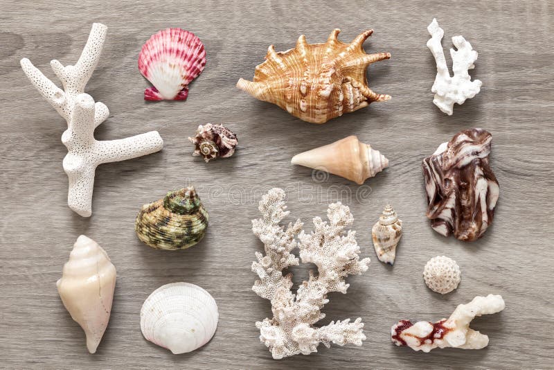 Collection of sea shells stock image. Image of assorted - 53640081
