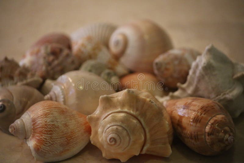 Collection of Sea shells stock photo. Image of marine - 68576748
