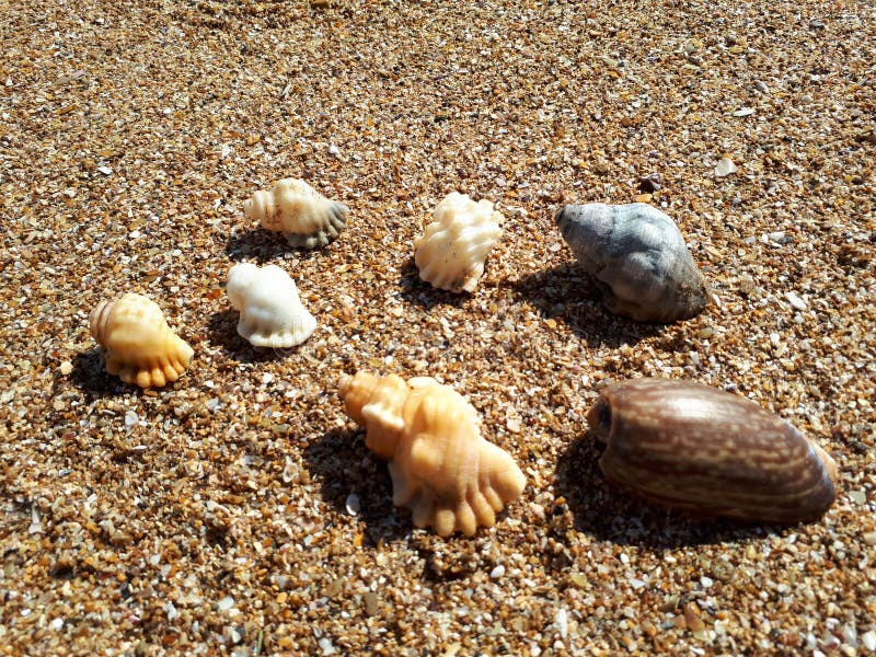A Collection of Sea Shells on the Beach Stock Photo - Image of ...