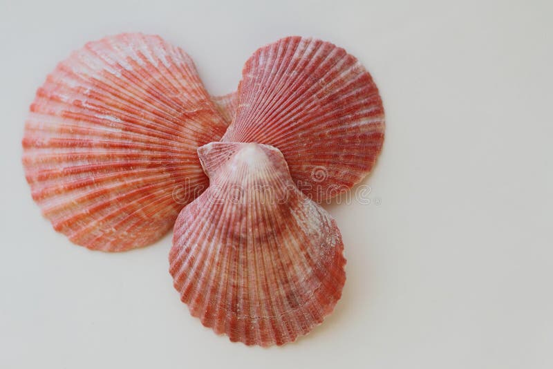 Natural Forms Shells Texture Stock Photos - Free & Royalty-Free Stock ...