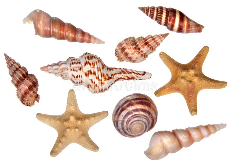 Group of Beautiful Sea Shells on Beach Stock Photo - Image of light ...