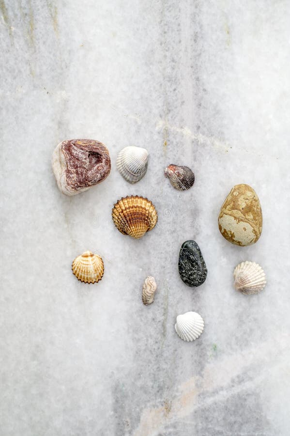 Collection of Sea Shells and Rocks Stock Image - Image of collect ...