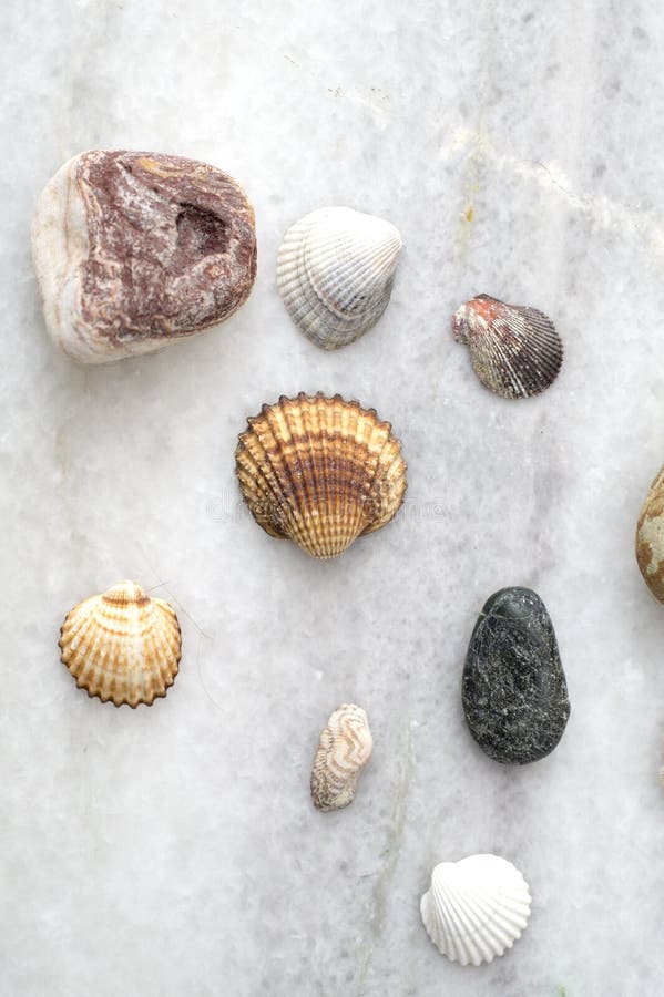 Collection of Sea Shells and Rocks Stock Image - Image of texture ...