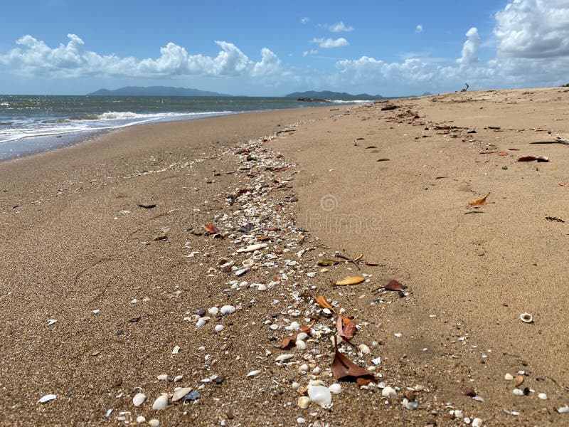 Collection of Sea Shells and Rocks on the Beach Shore Stock Image ...