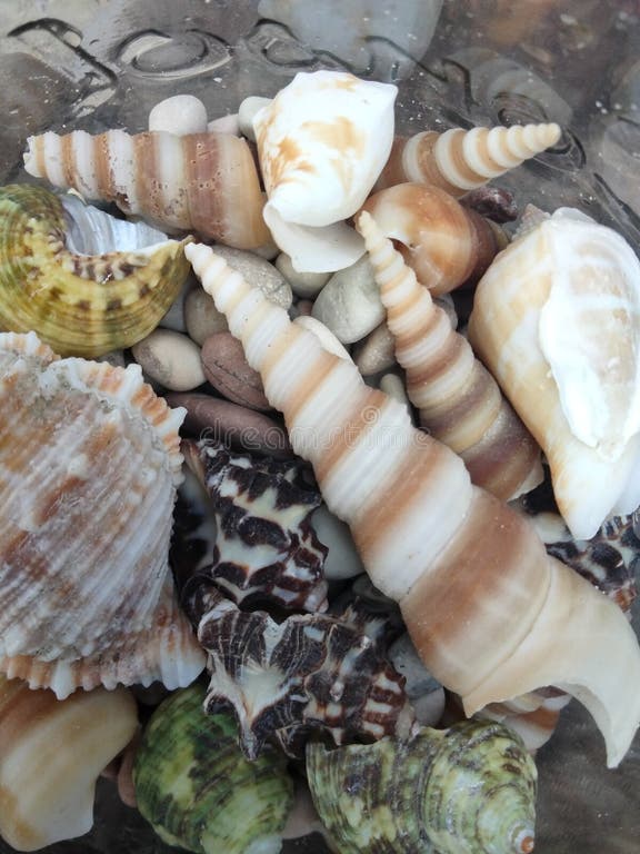 A Collection of Sea Shells from Seyshells Stock Image - Image of ...