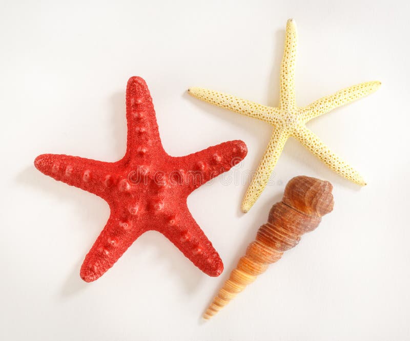 Collection of Sea Shells and Stars Stock Photo - Image of swirl ...