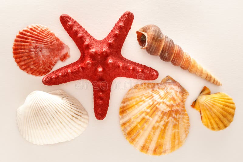 Collection of Sea Shells and Stars Stock Photo - Image of pattern ...