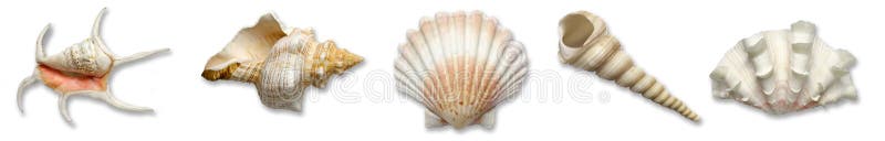 Collection of Sea Shells on a White Background Stock Photo - Image of ...
