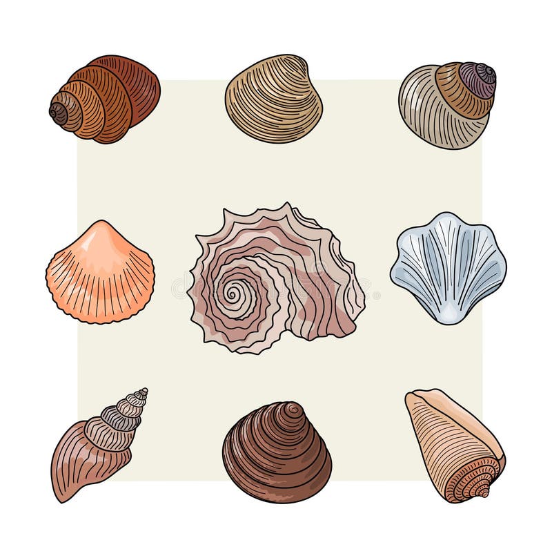 Collection of sea shells. stock vector. Illustration of oyster - 273600995
