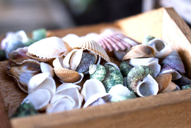 Collection of Sea Shells in Wooden Box Stock Photo - Image of aquatic ...