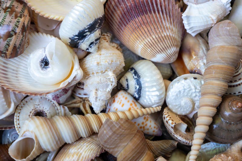 Collection of Sea Snails and Seashells Stock Photo - Image of beach ...