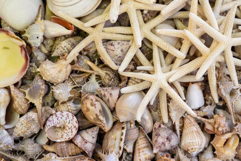 Collection of Sea Snails and Starfish. Ocean Animals Stock Photo - Image of stone, coast: 390436620