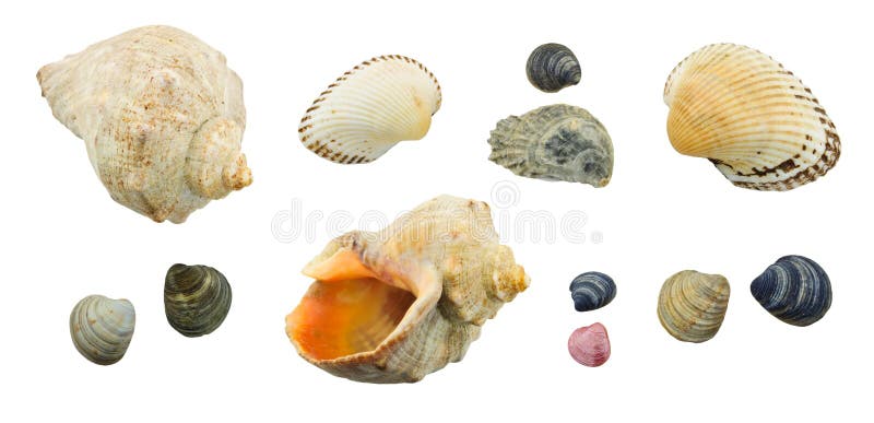 Collection seashell stock photo. Image of decoration - 14814270