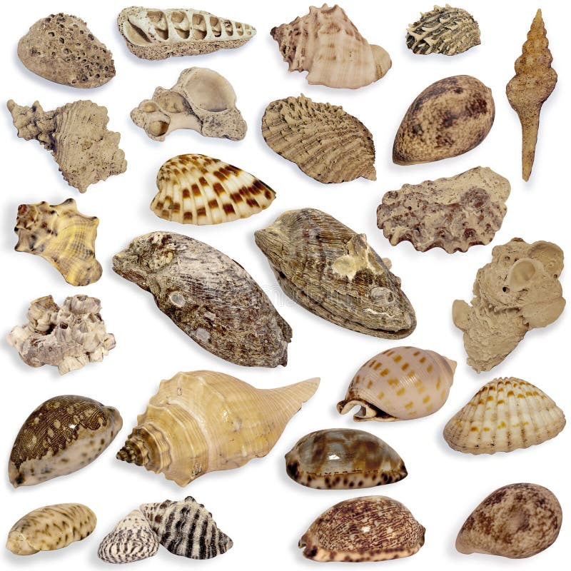Seashells collection stock image. Image of collection - 4635813