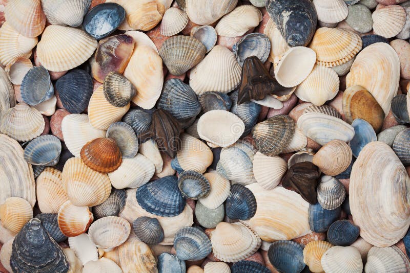 Collection of Seashell for Background, Natural Macro Texture Stock ...