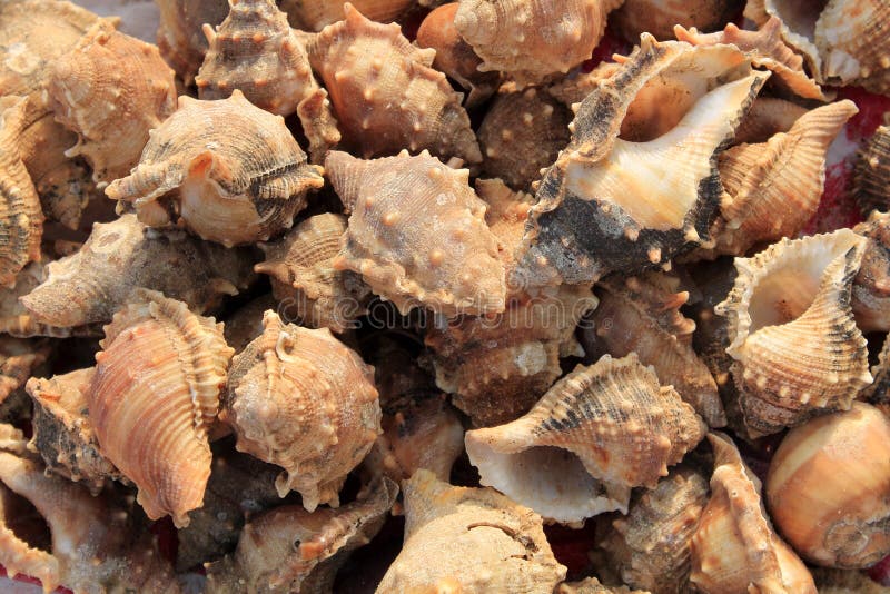 Barnacles on seashore stock photo. Image of shell, erosion - 11001052