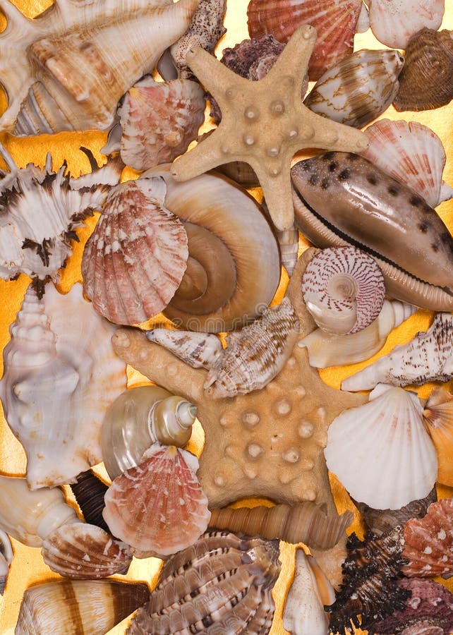 Collection of seashells stock photo. Image of marine - 115822474