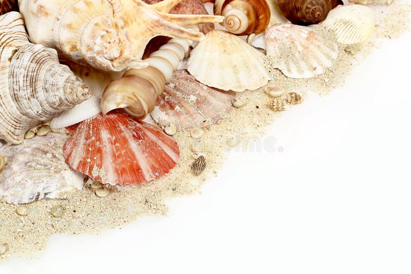 Collection of seashells stock photo. Image of summer - 115822444