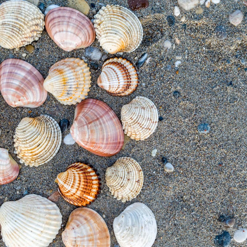 A Collection of Seashells on Dark Wet Sand Beach Top View Closeup Stock ...