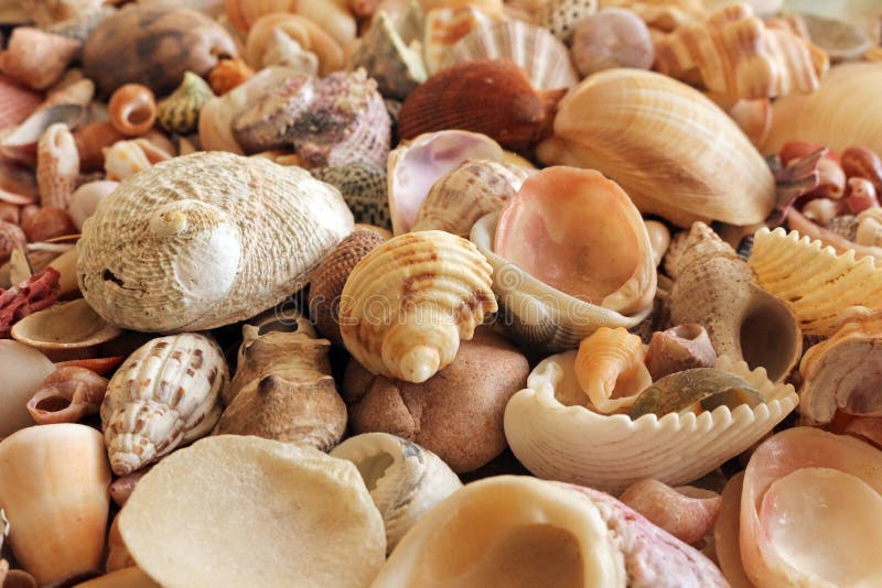 Collection of Seashells stock image. Image of seashells - 98166423