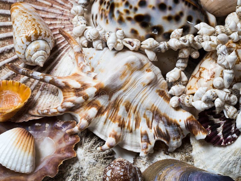 Collection of Seashells of Different Types, with the Big Spider Conch ...