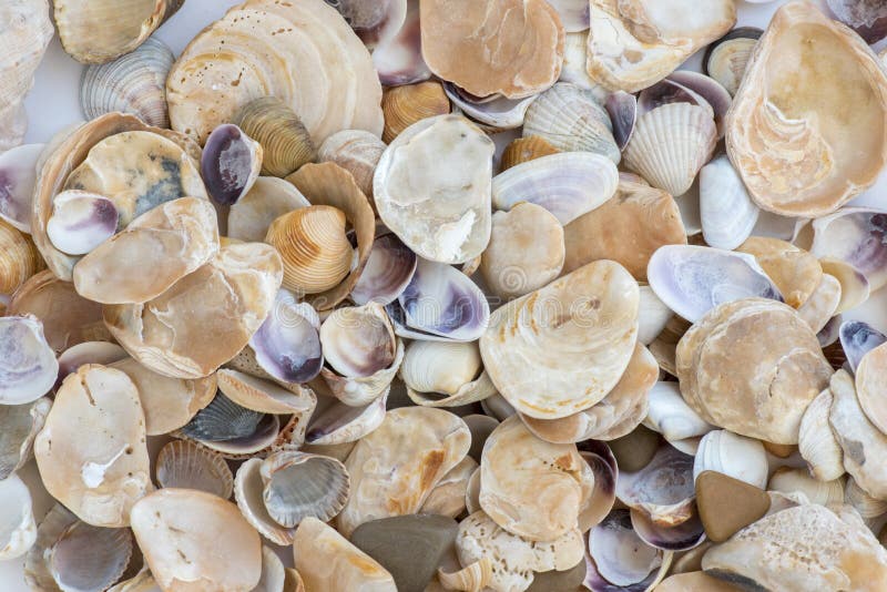 Collection of seashells stock image. Image of spiral - 178390197