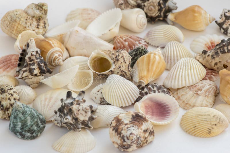 Collection of seashells stock image. Image of spiral - 177392191