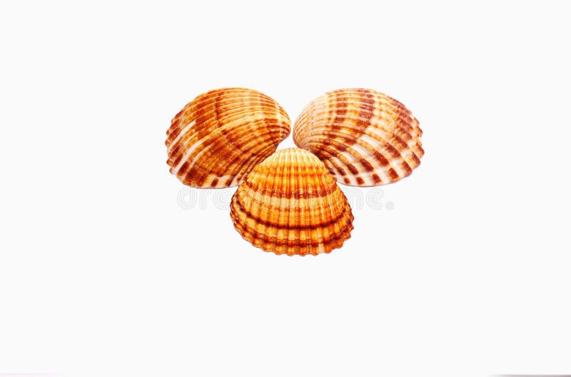 Collection of Seashells Isolated on White Background Stock Image ...