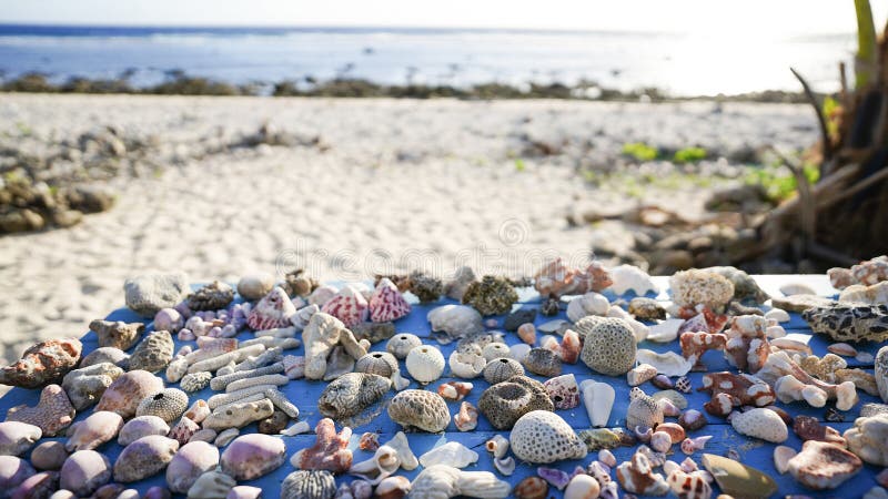 A Collection of Seashells on a Table on a Tropical Beach Stock Image ...