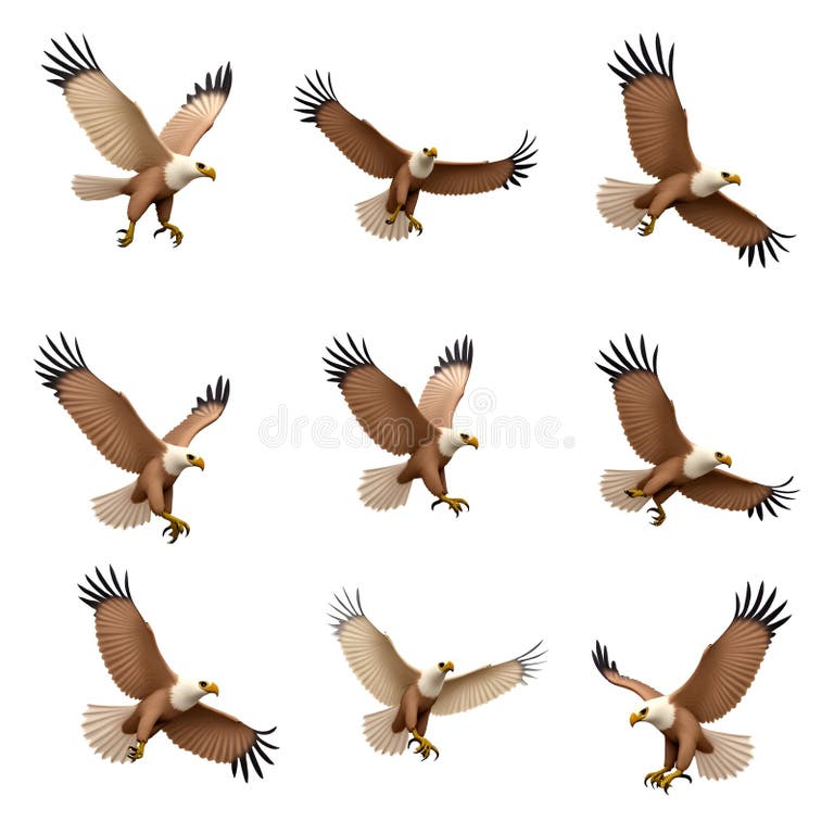Collection Set of a Bald Eagle in Various Flight Positions Isolated on ...