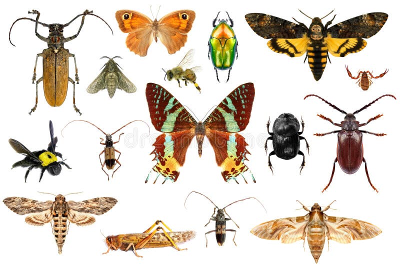 Insects collection stock image. Image of animals, nature - 35161211