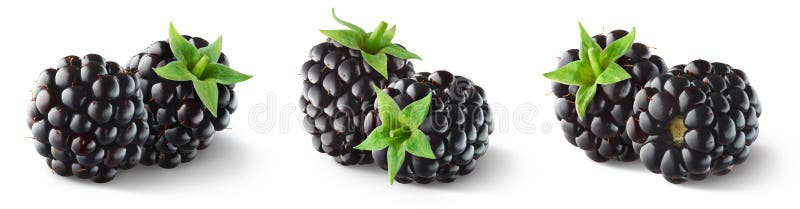 Collection or Set of Various Fresh Ripe Blackberries on White ...