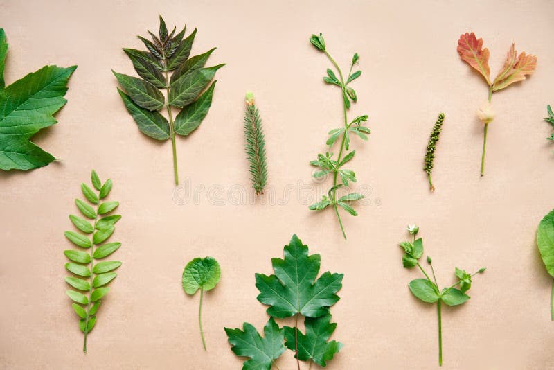 Collection Set of Various Leaves, Plants and Herbs on Beige Background ...