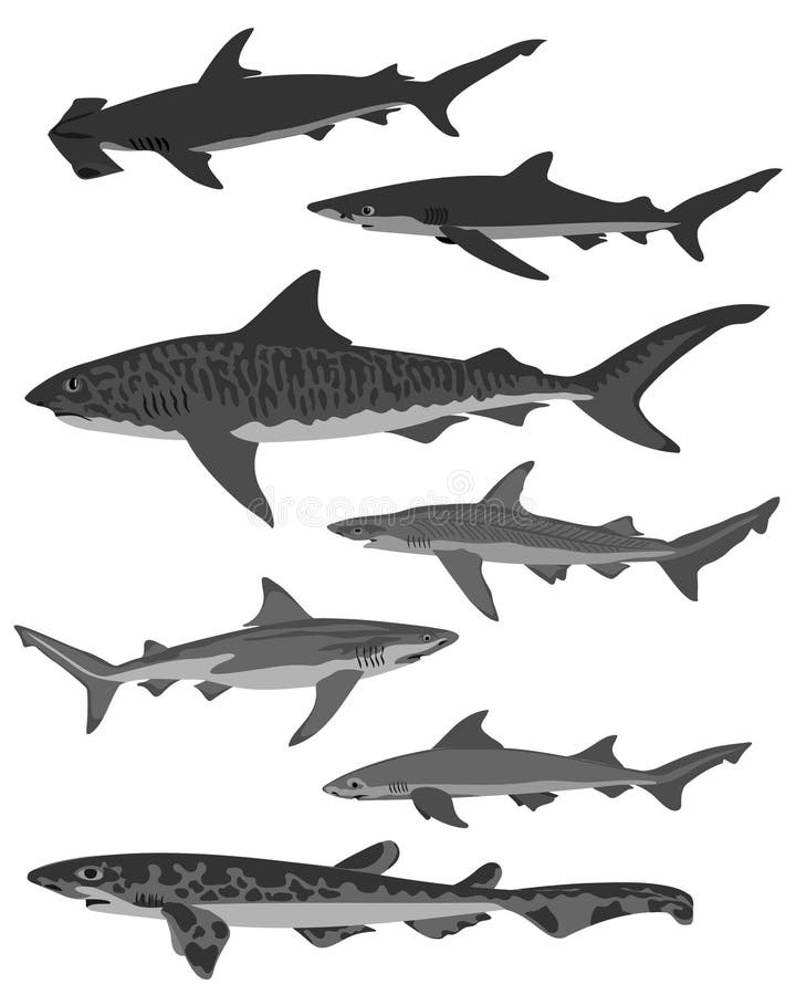 Collection of Sharks, Different Types Black, White and Grey Colors ...