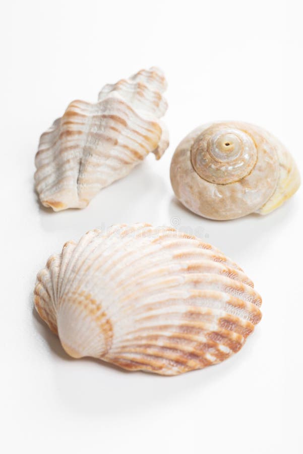 Shea Shells Stock Photos - Free & Royalty-Free Stock Photos from Dreamstime