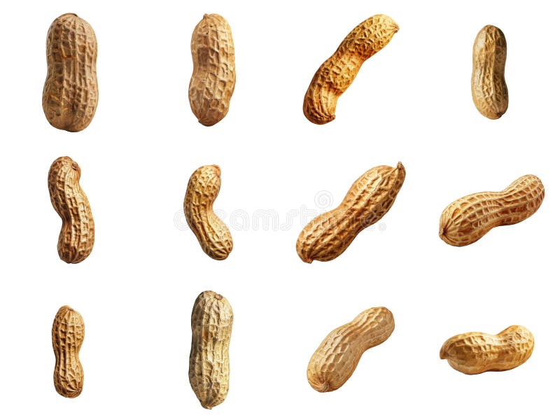 A Collection of Shelled Peanuts in Various Orientations Stock Image ...