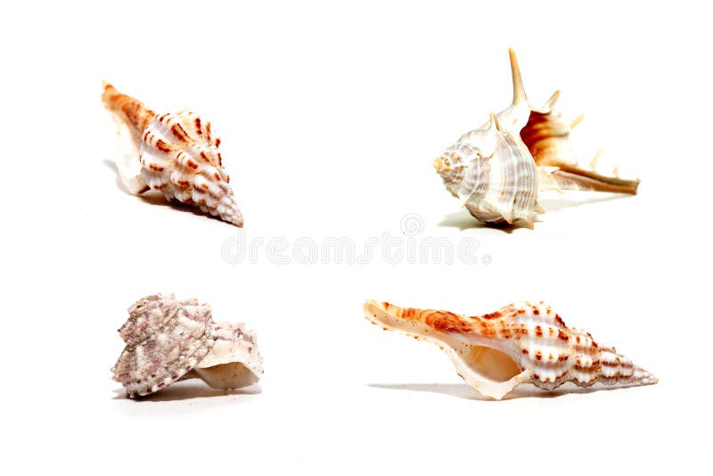 Collection of shells stock photo. Image of brown, isolated - 26956278