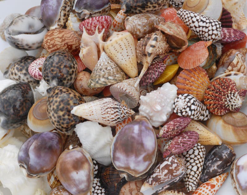 Collection of shells stock image. Image of seashell, heap - 9704277