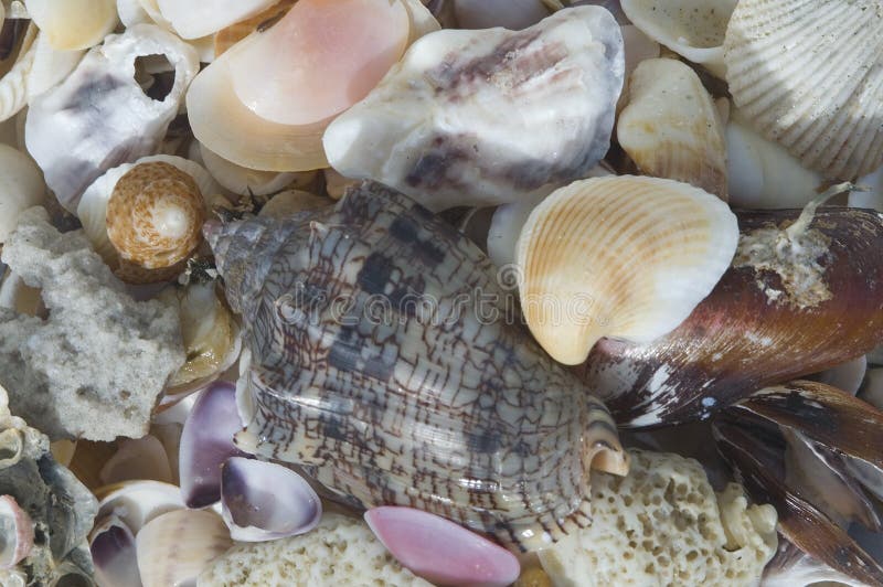 Collection of sea shells stock photo. Image of cutout - 70025908