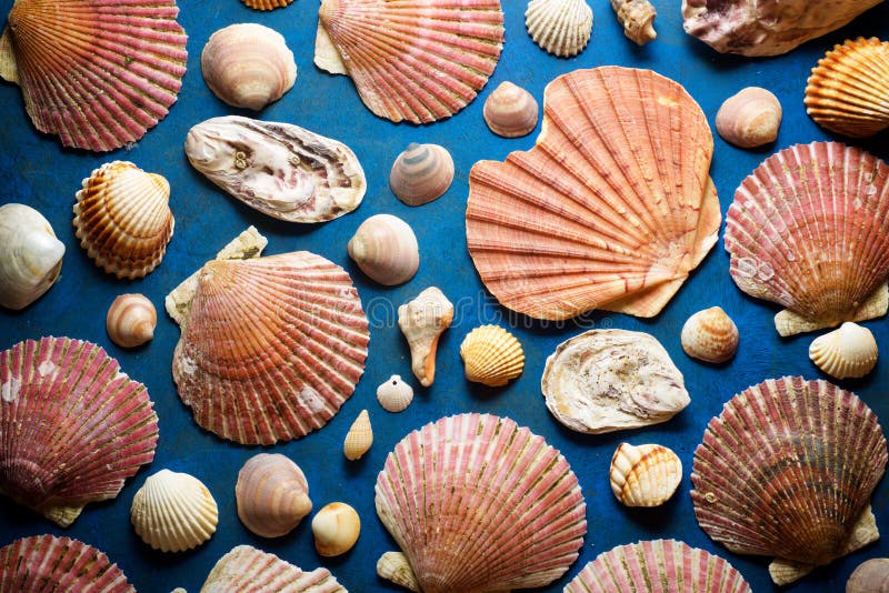Collection of shells stock photo. Image of collection - 234864944